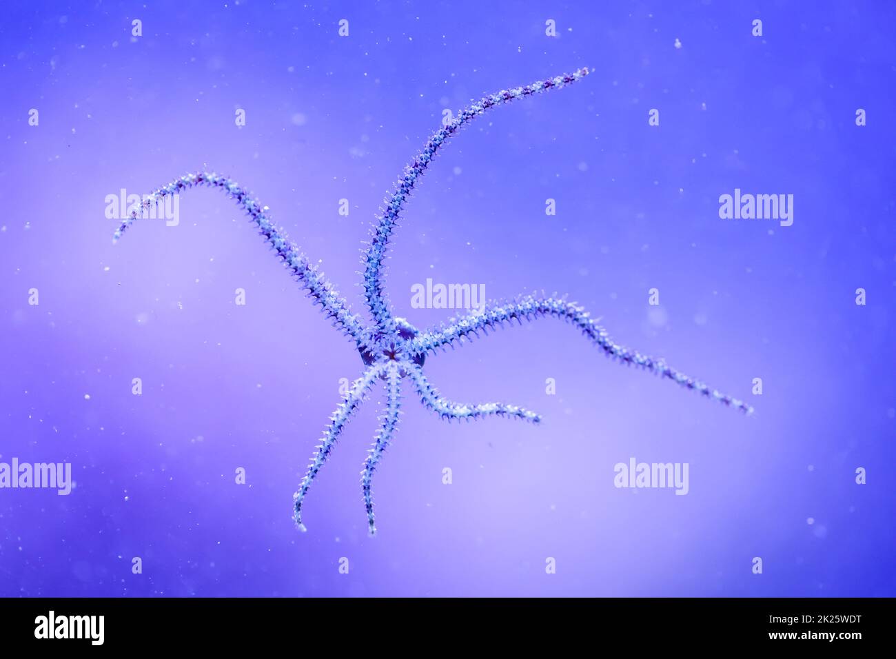 A snake starfish with its six tentacles on the pane of a marine ...