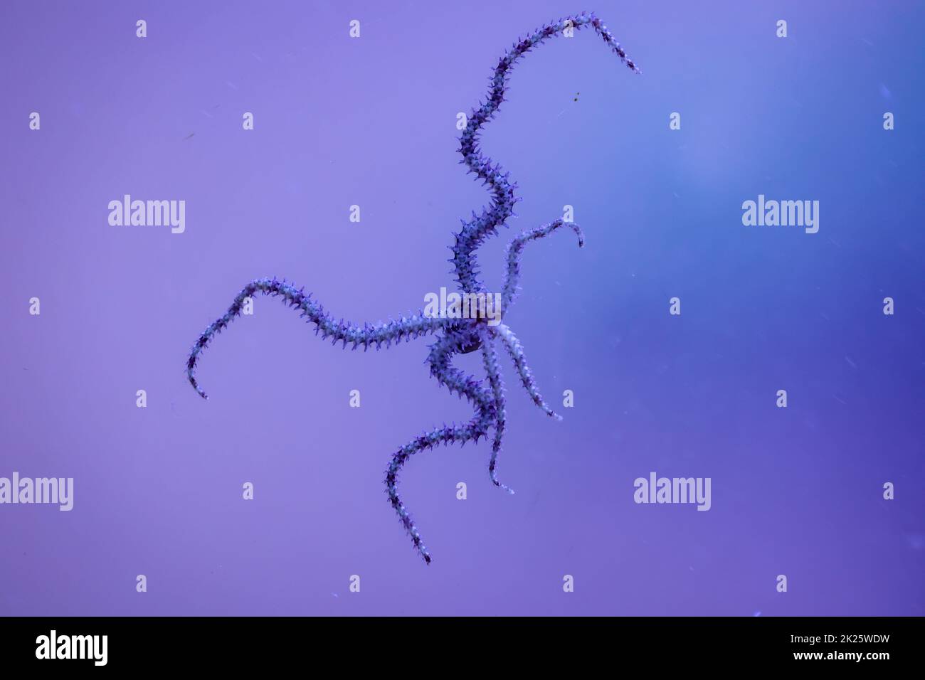 A snake starfish with its six tentacles on the pane of a marine ...