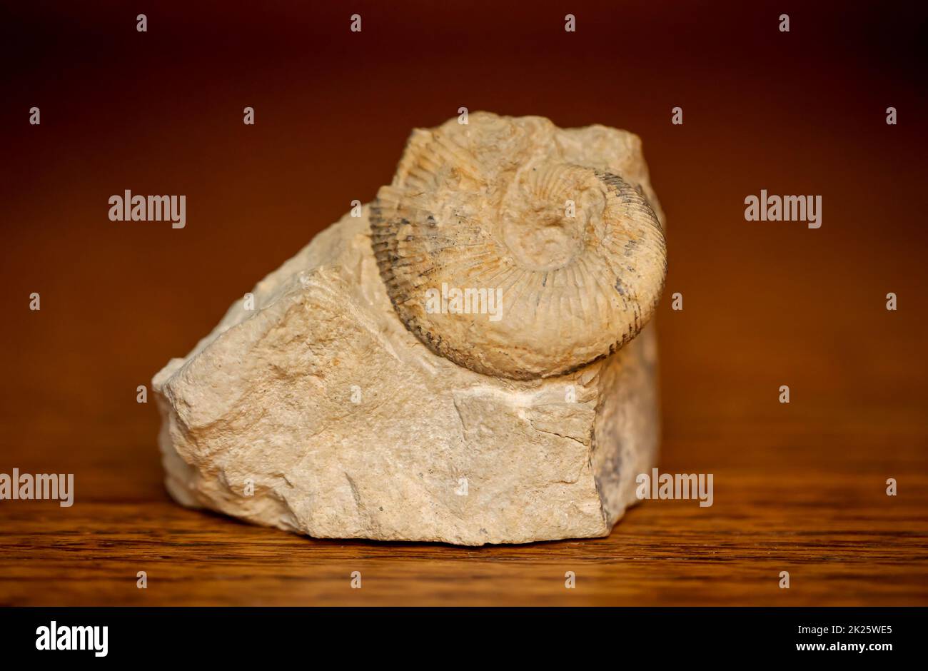 A piece of stone enclosed remains of a fossilized fossil from a bygone ...