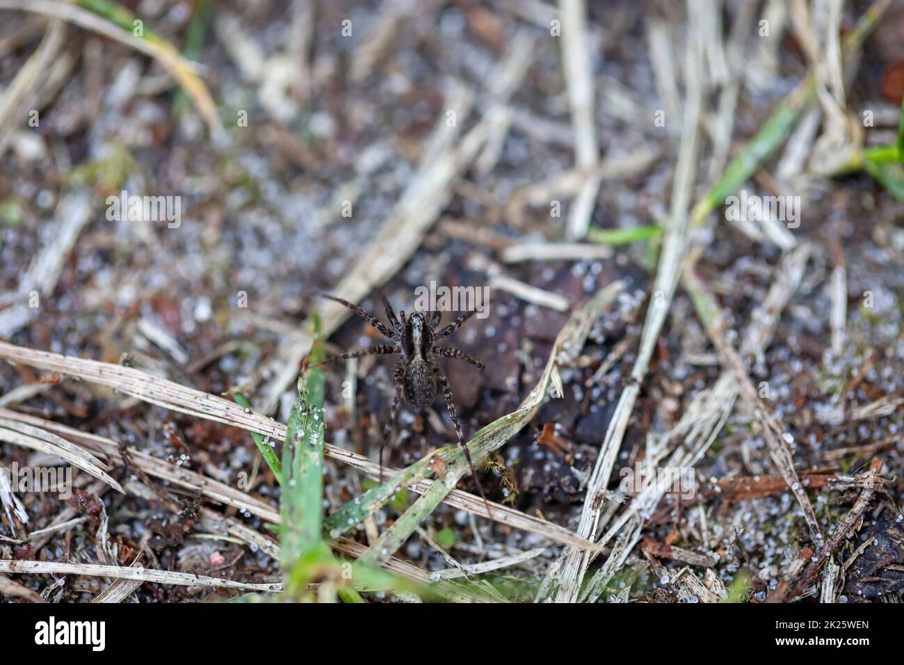 A spider on the ground of a forest Stock Photo - Alamy
