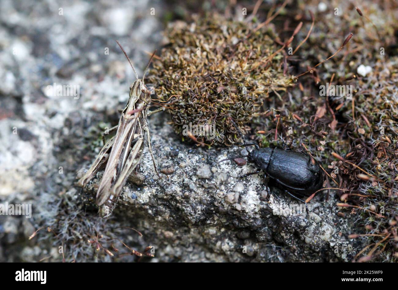 A thick round black beetle in the sand. Close up of a small beetle ...