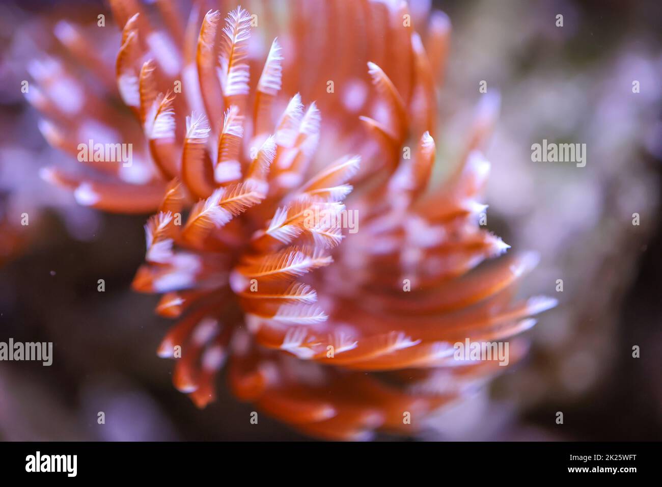 A lime tube worm, tube worm in the aquarium Stock Photo - Alamy