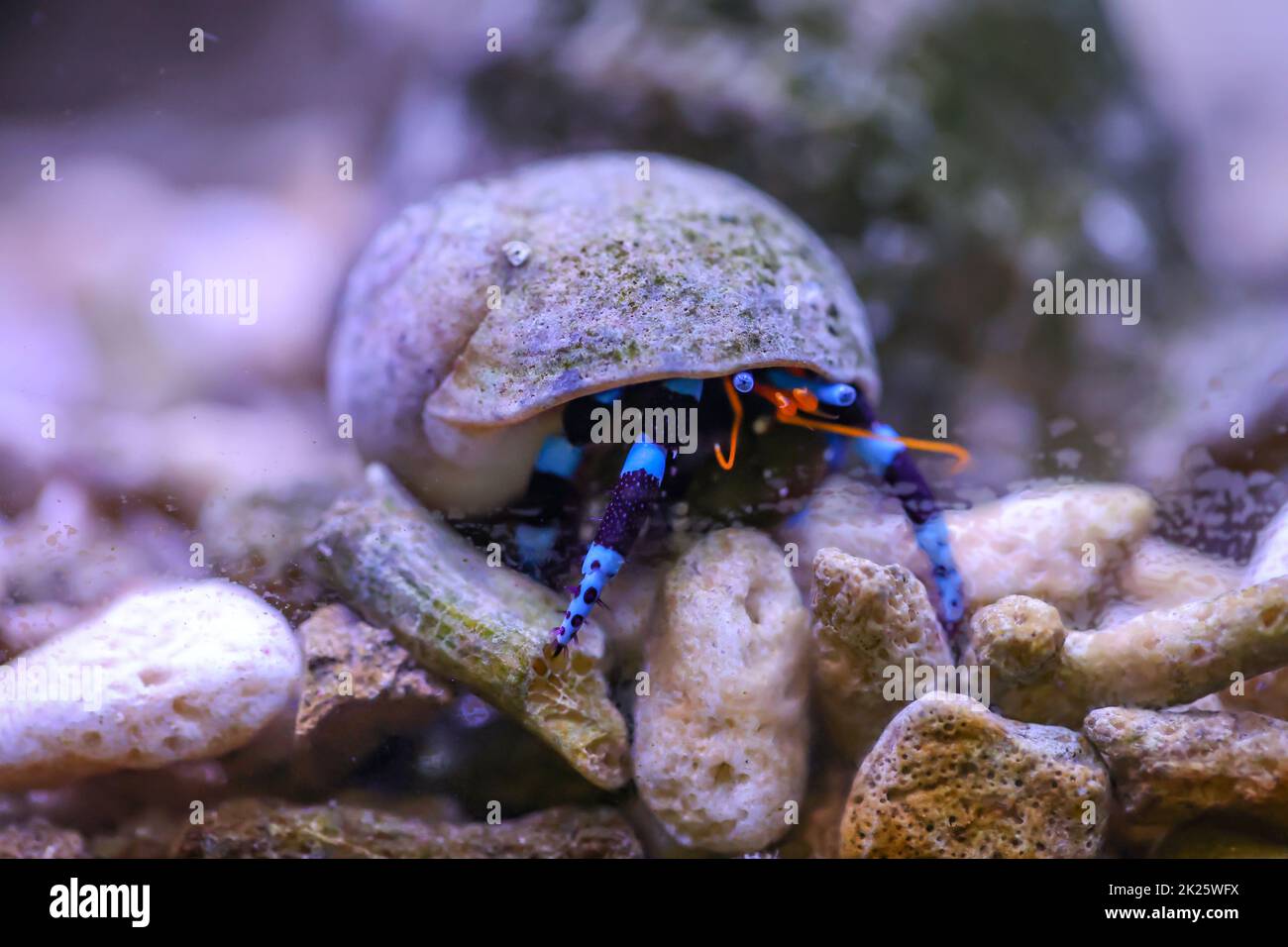 A hermit crab, crab in a snail shell in a marine aquarium Stock Photo ...