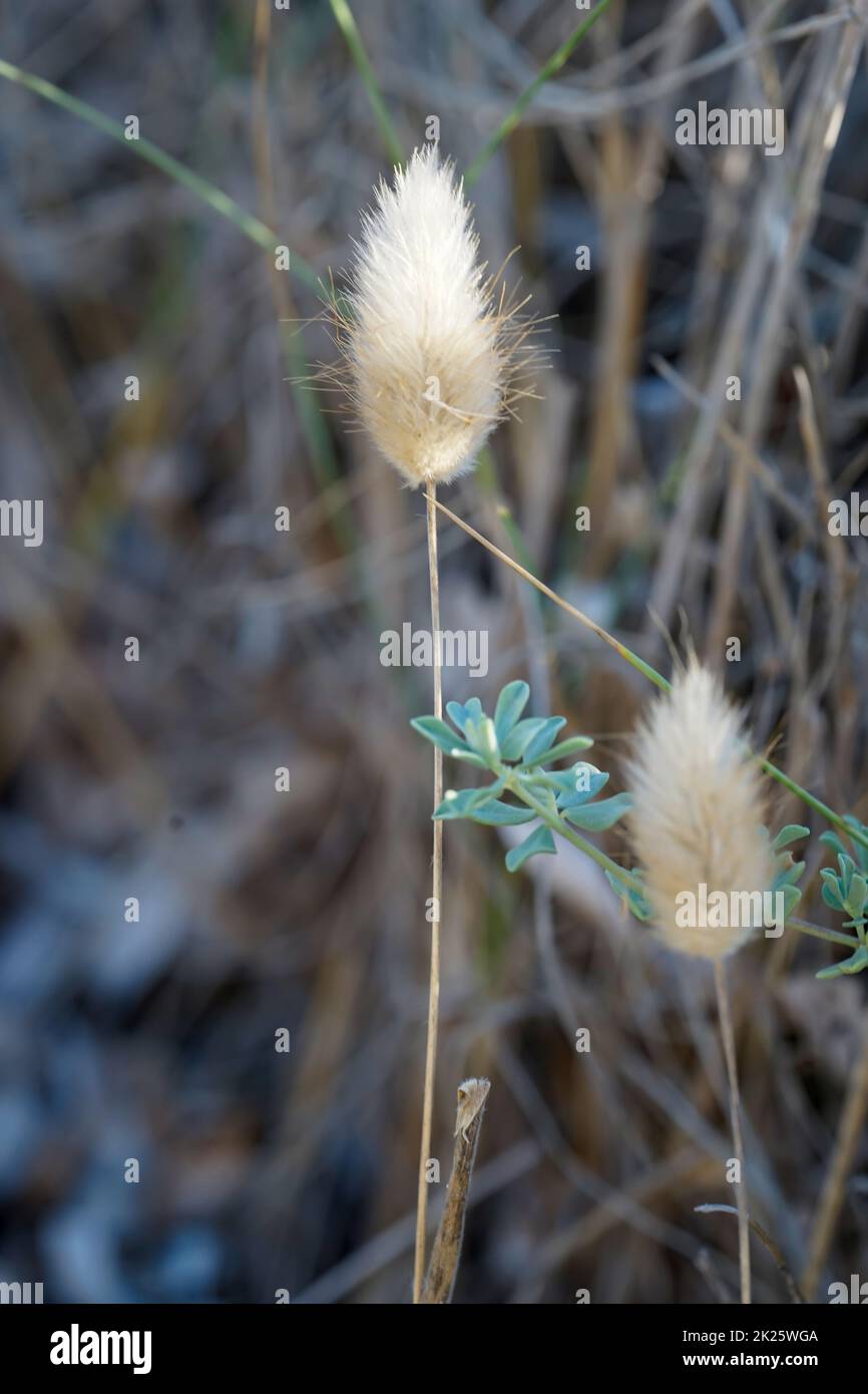 Summer seed hi-res stock photography and images - Alamy