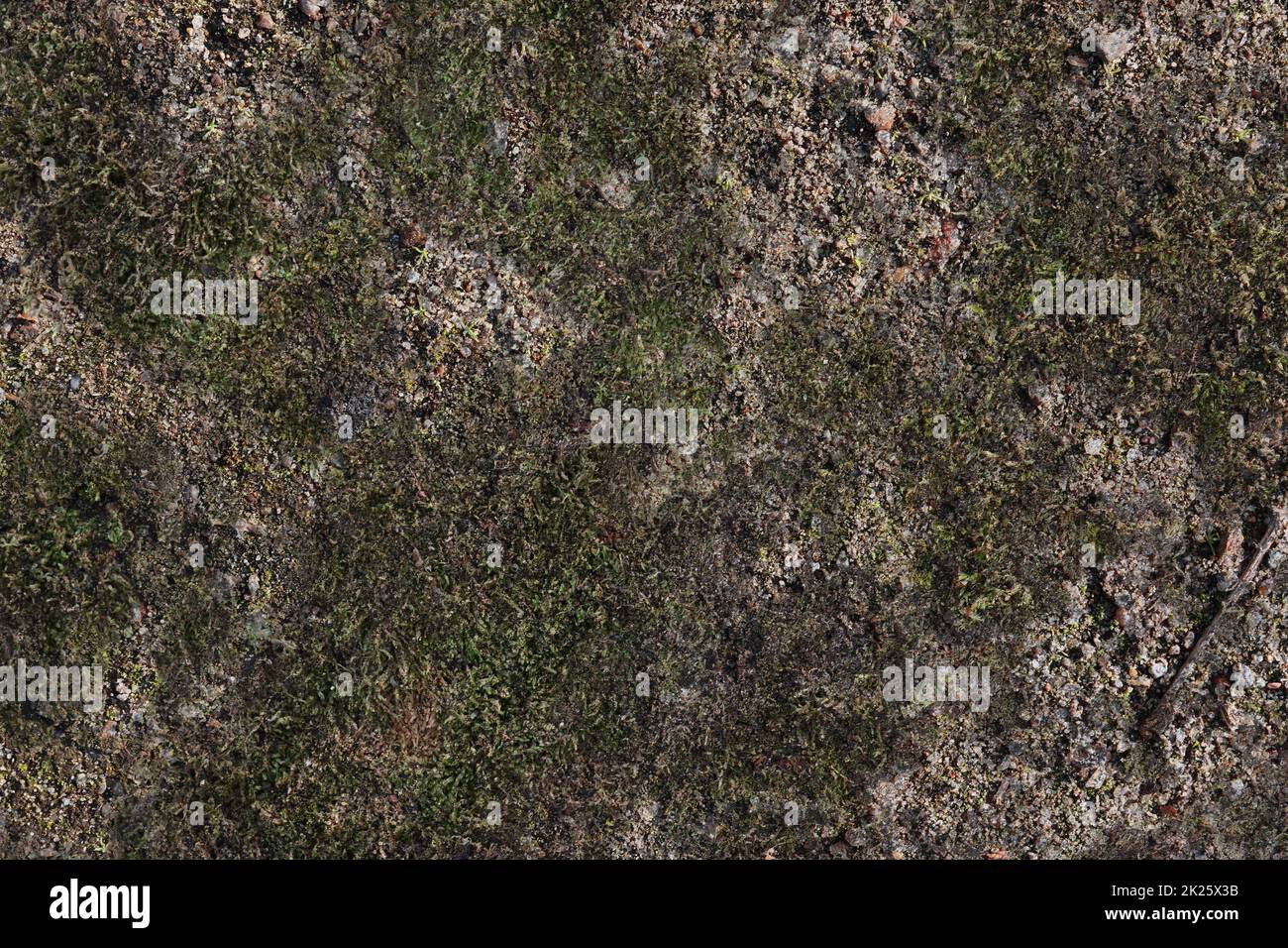 Detailed close up view on a forest ground texture with moss and ...