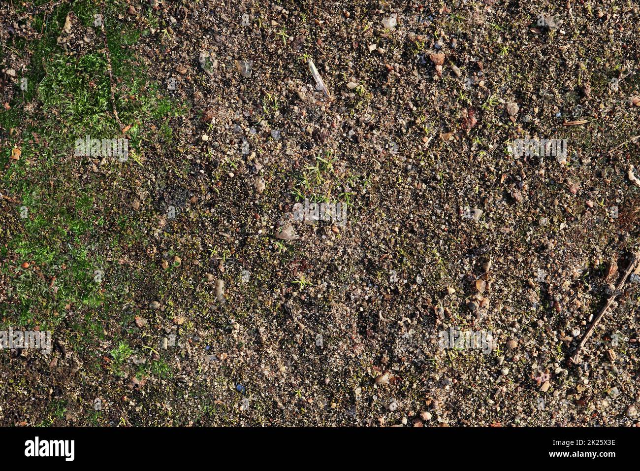Detailed close up view on a forest ground texture with moss and ...
