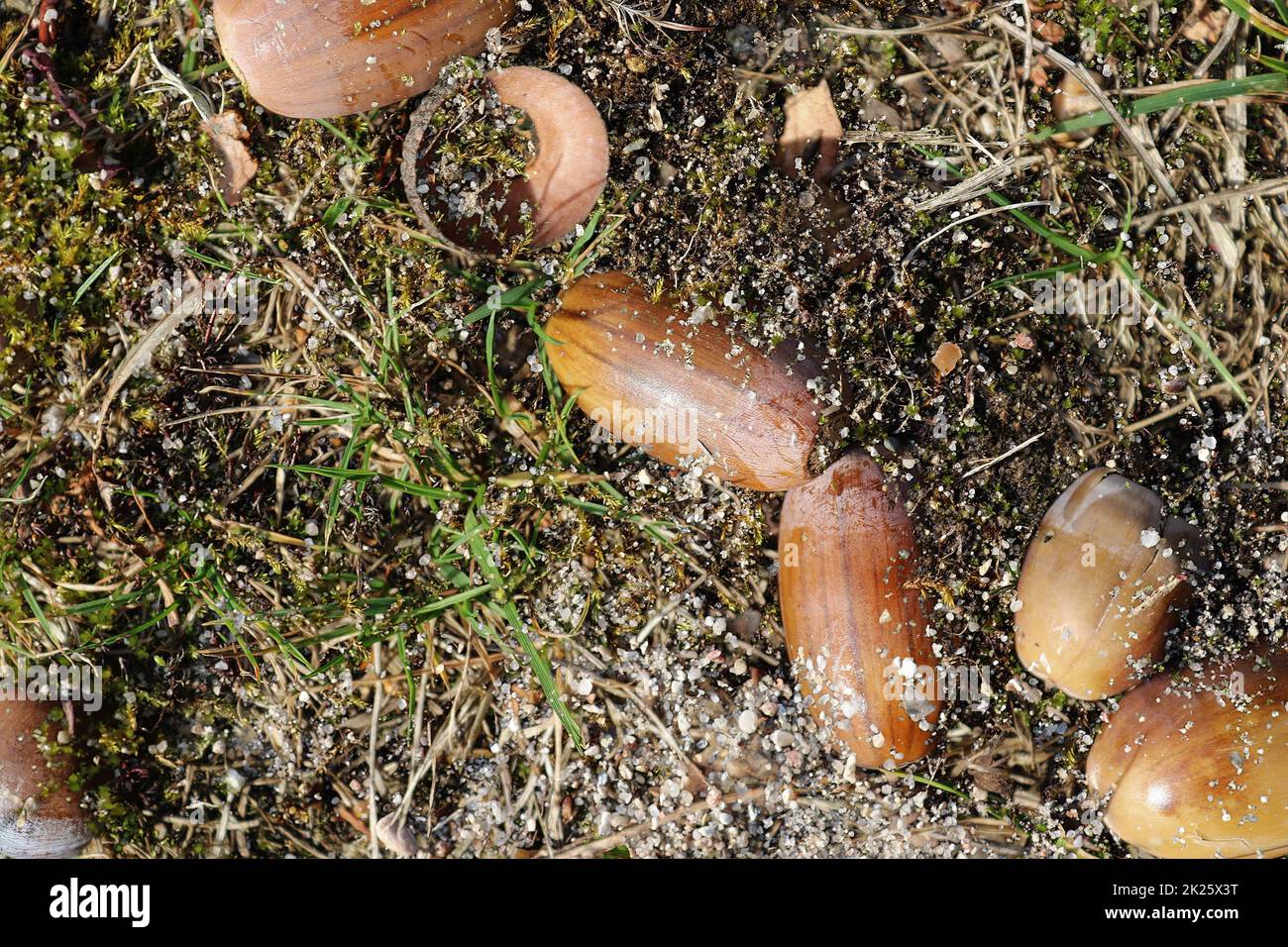 Detailed close up view on a forest ground texture with moss and ...