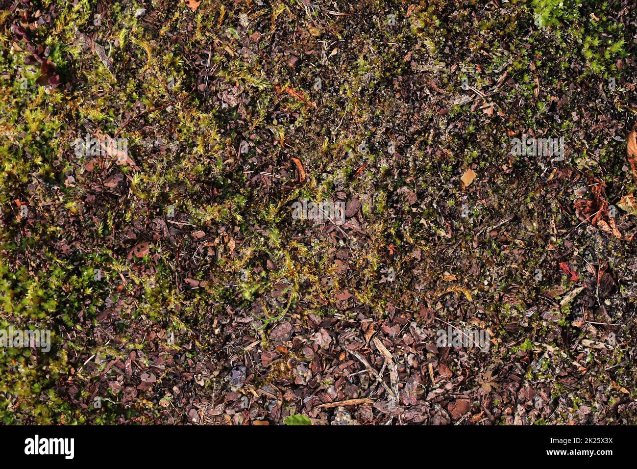 Detailed close up view on a forest ground texture with moss and ...