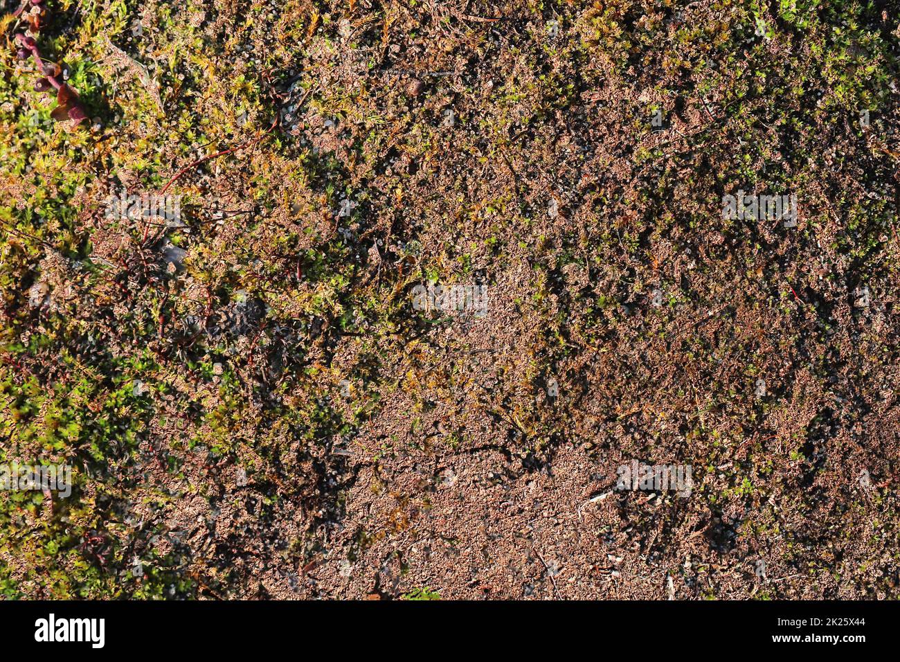 Detailed close up view on a forest ground texture with moss and ...