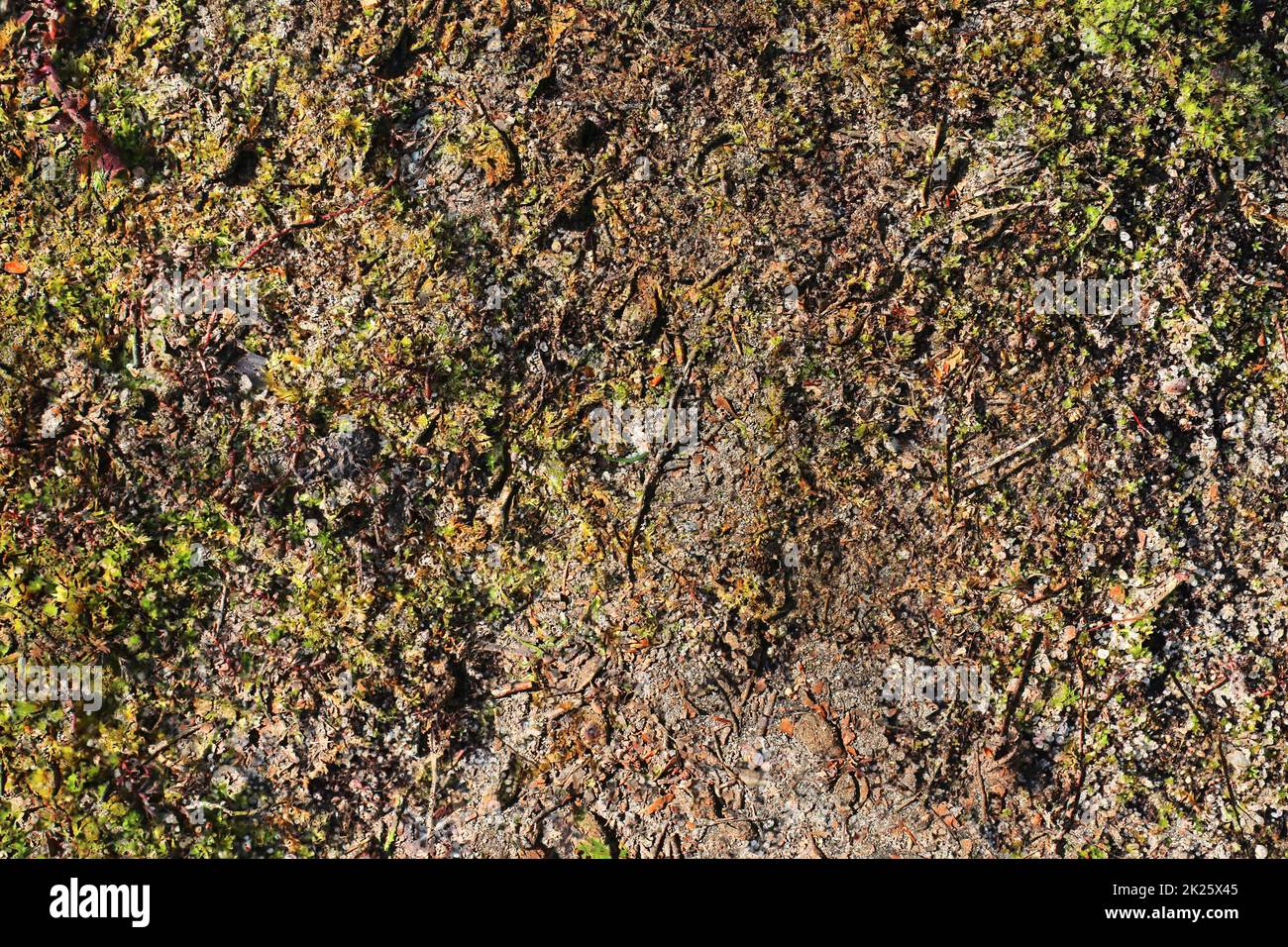 Detailed close up view on a forest ground texture with moss and ...