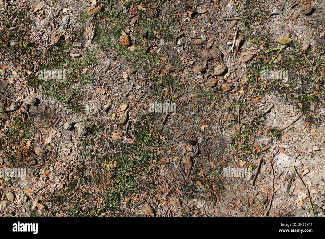 Detailed close up view on a forest ground texture with moss and ...