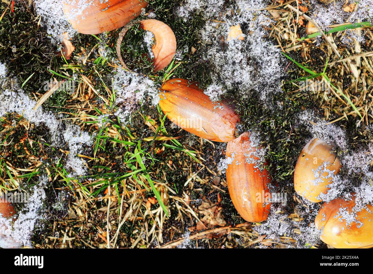 Detailed close up view on a forest ground texture with moss and ...