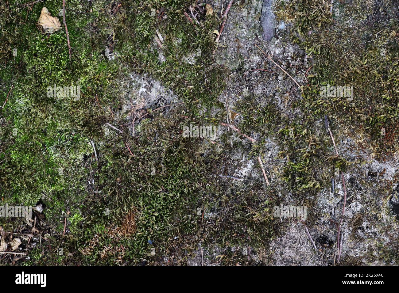 Detailed close up view on a forest ground texture with moss and ...
