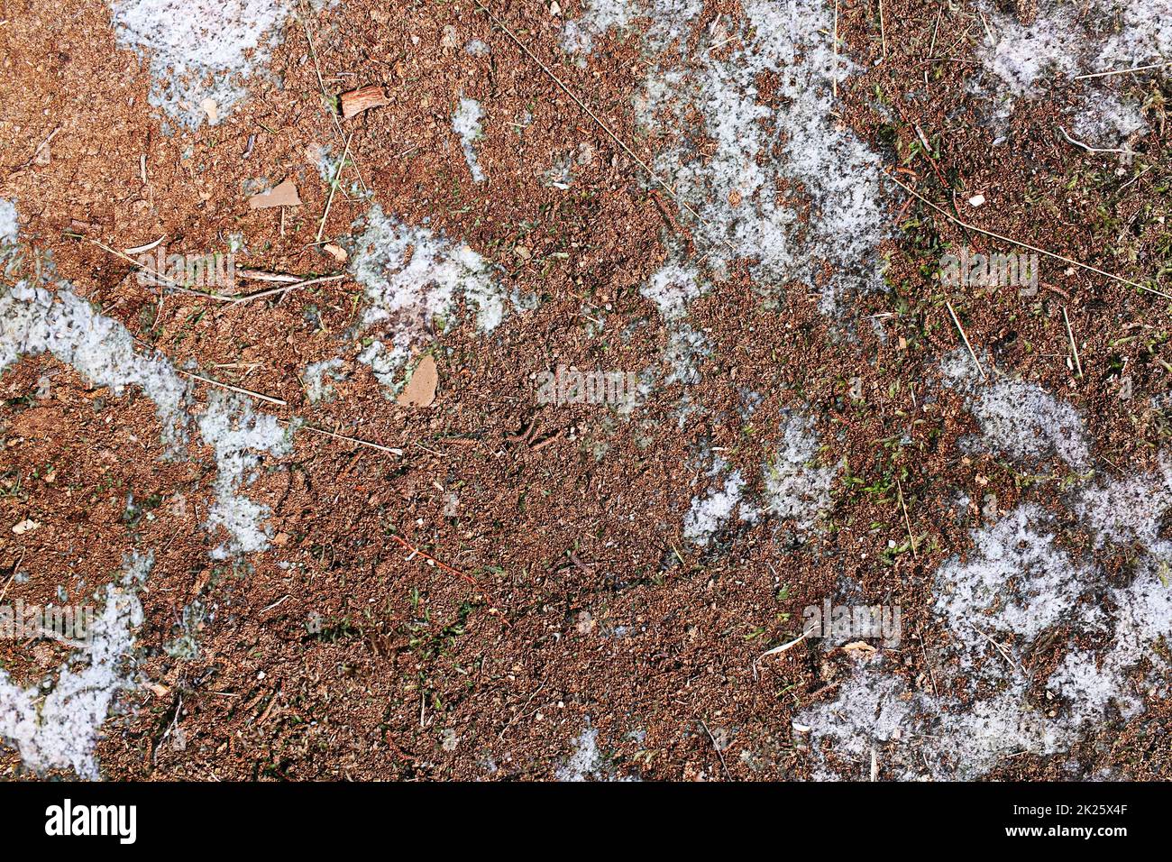 Detailed close up view on a forest ground texture with moss and ...