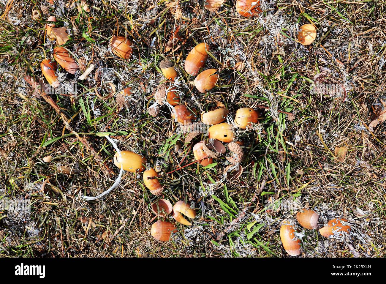 Detailed close up view on a forest ground texture with moss and ...