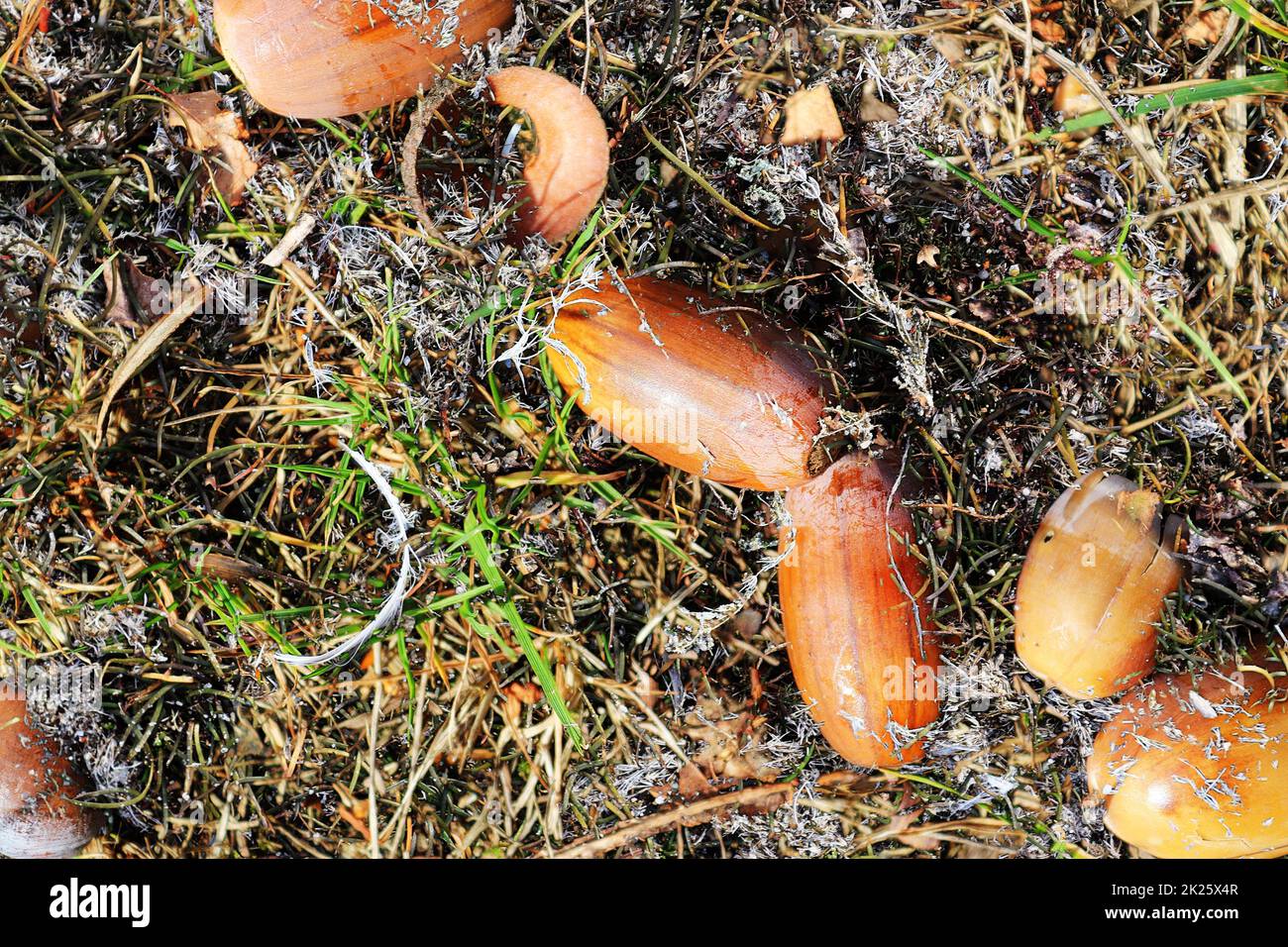 Detailed close up view on a forest ground texture with moss and ...