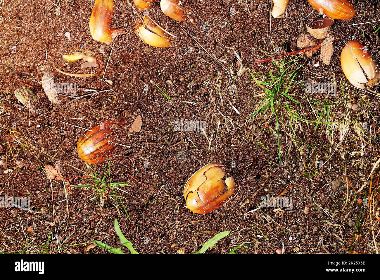 Detailed close up view on a forest ground texture with moss and ...