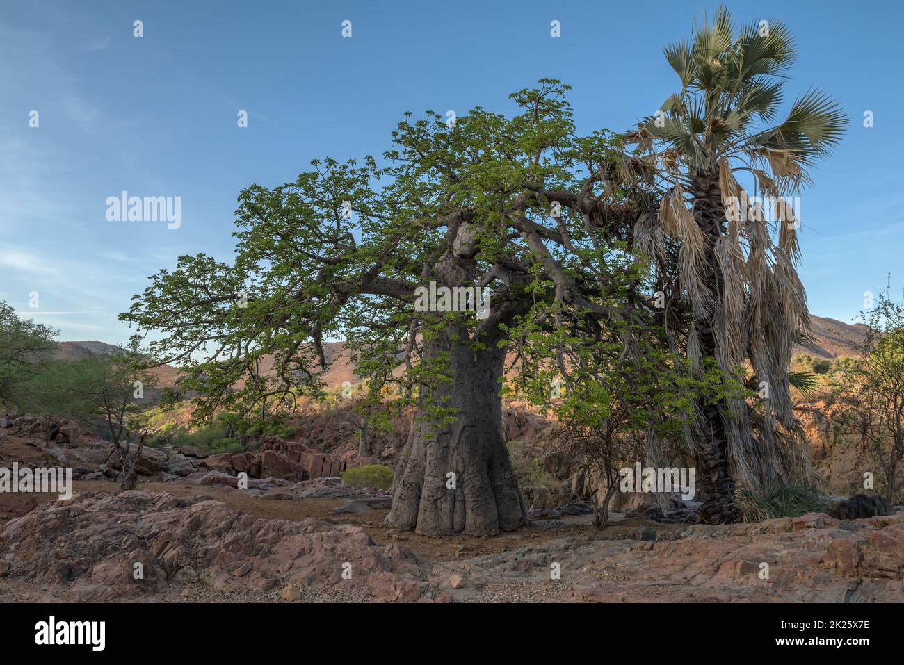 Baobab big tree namibia hi-res stock photography and images - Alamy