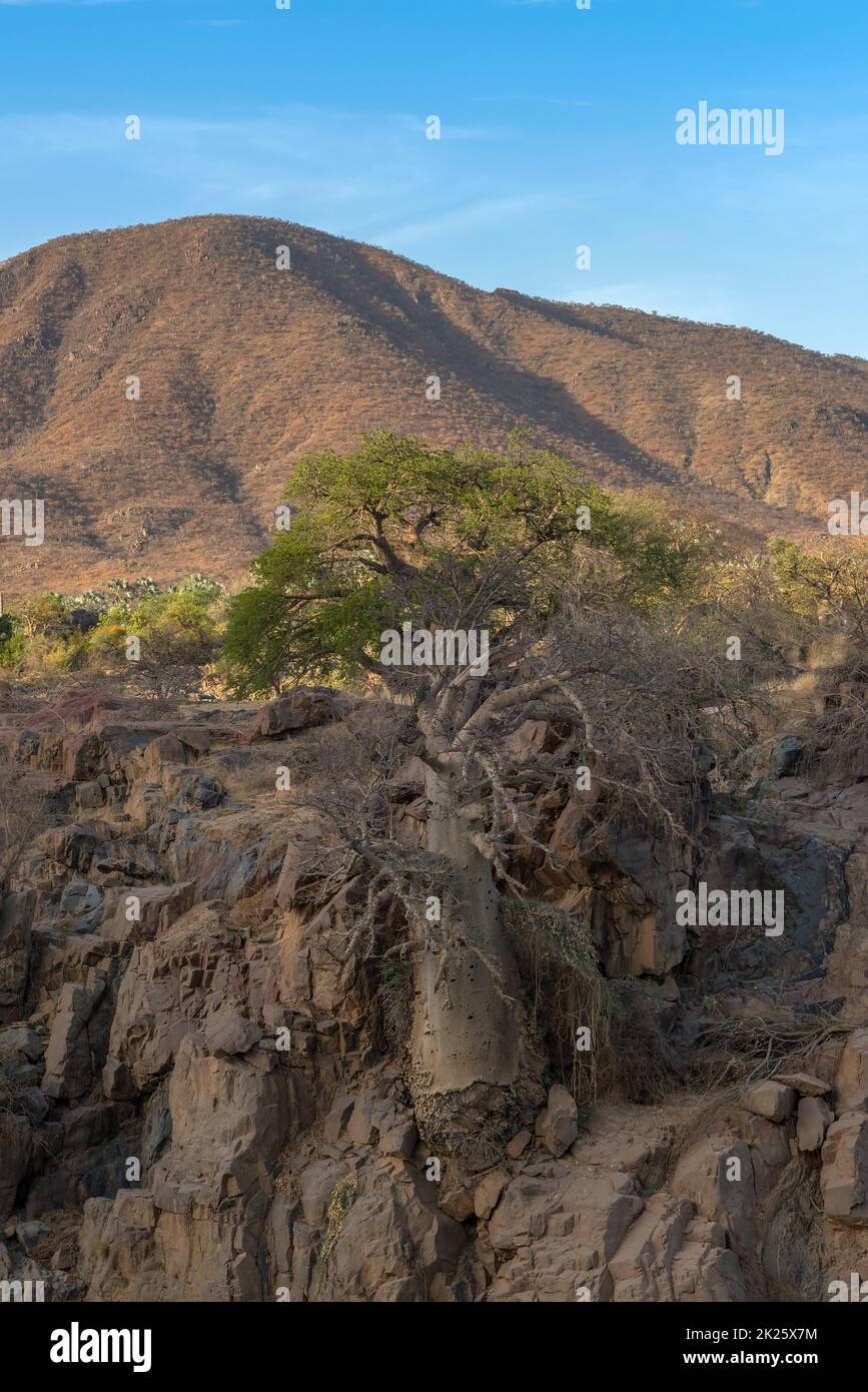Giant baobab tree namibia hi-res stock photography and images - Alamy