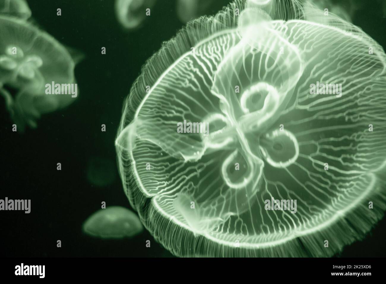 Jellyfish floating in ocean Stock Photo - Alamy