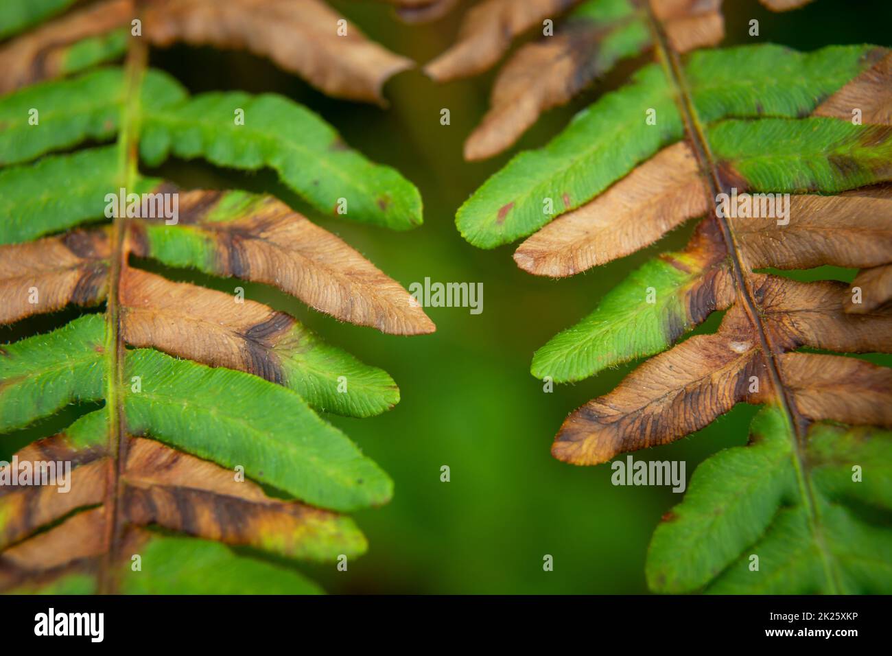 A fern close-up with green and brown leaves Stock Photo - Alamy