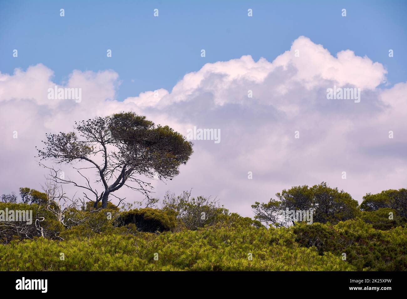 Tree with few branches among the vegetation Stock Photo - Alamy