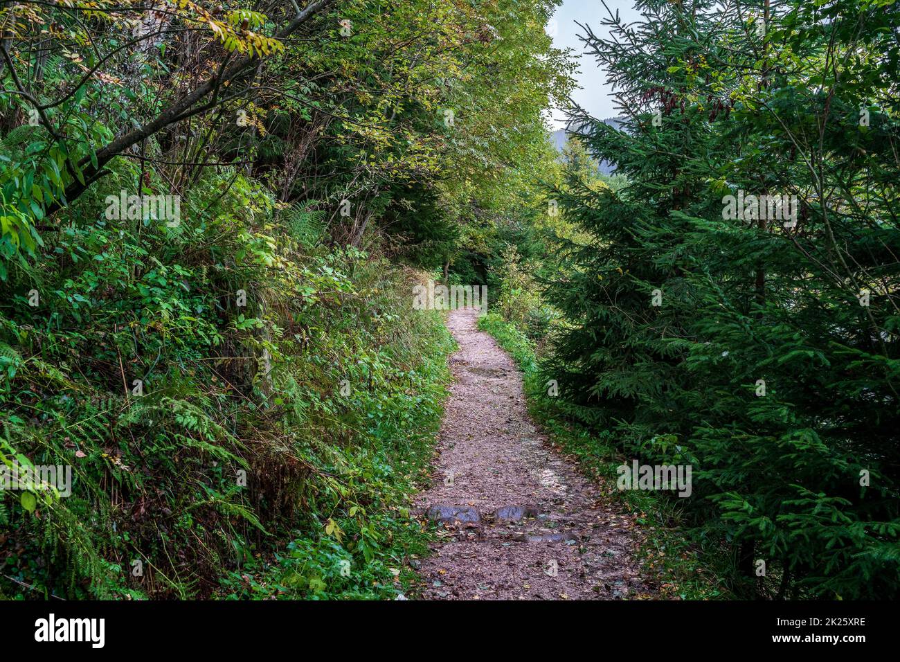 Forest path in the forest hi-res stock photography and images - Alamy