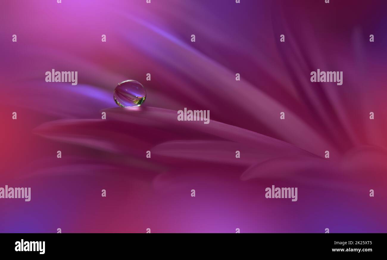 Beautiful Macro Shot of Magic Flowers.Border Art Design.Magic Light ...