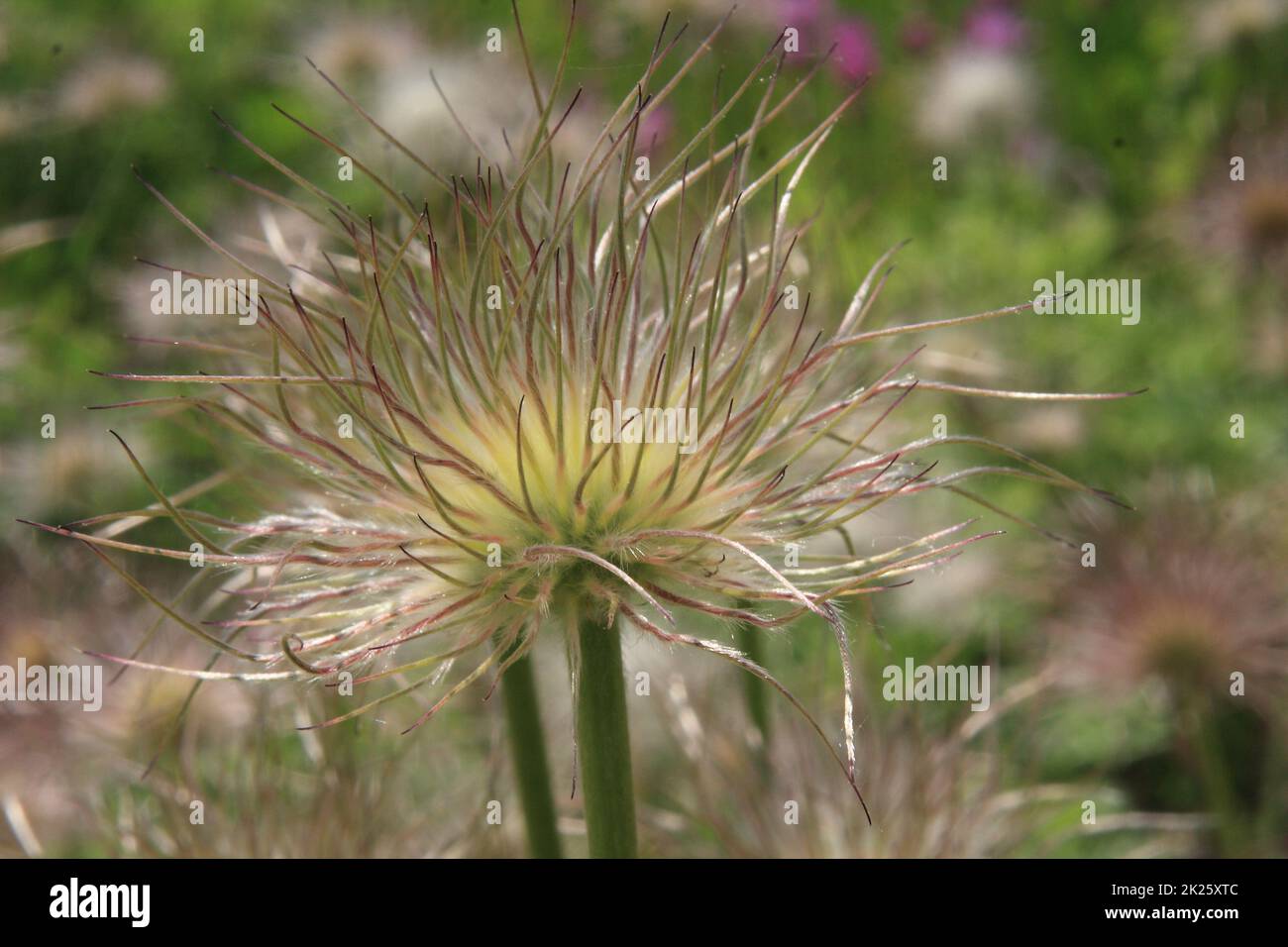 Seed of pasque flower hi-res stock photography and images - Alamy