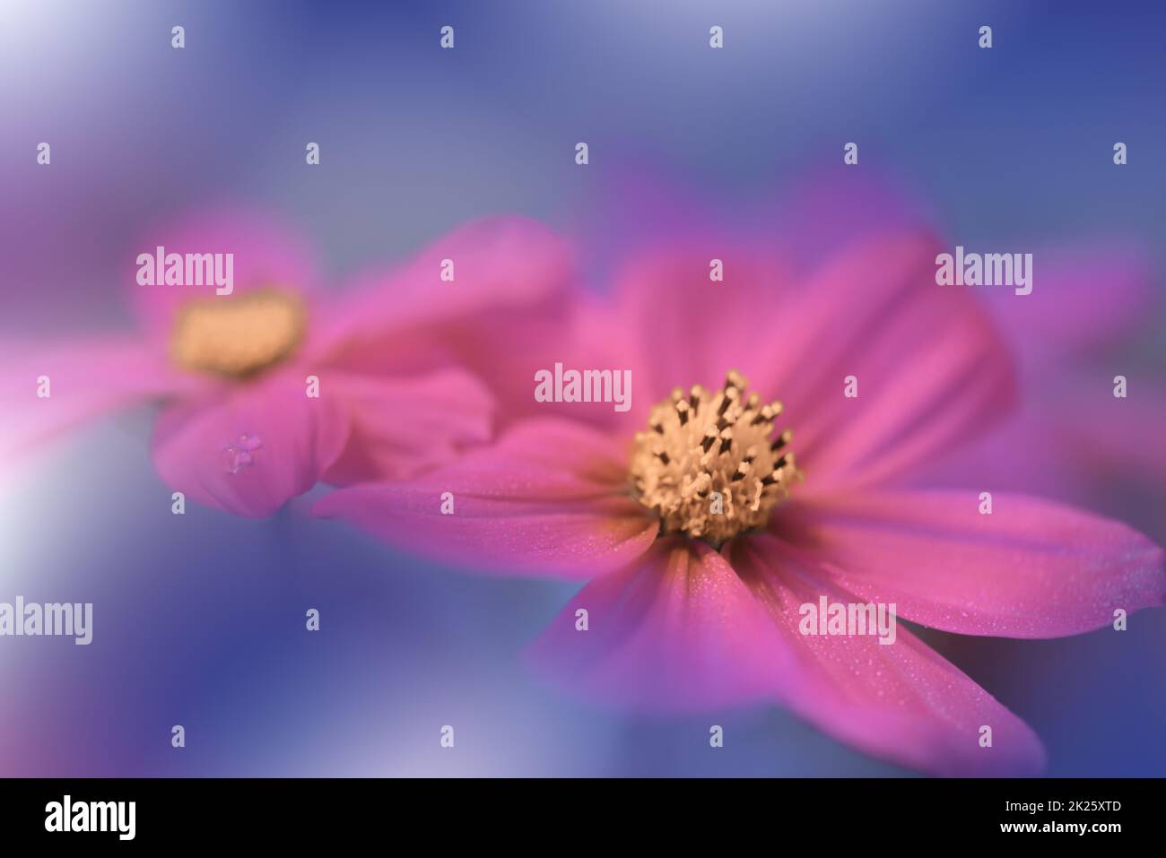 Beautiful Macro Photo.Pink Flowers.Border Art Design. Magic Light ...