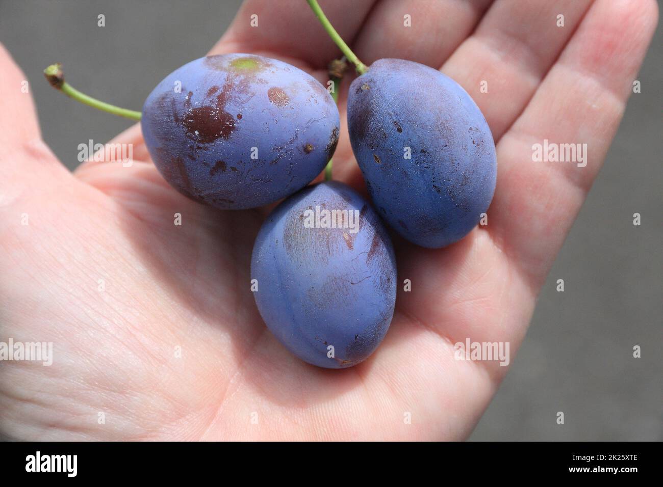Three plums on hand hi-res stock photography and images - Alamy