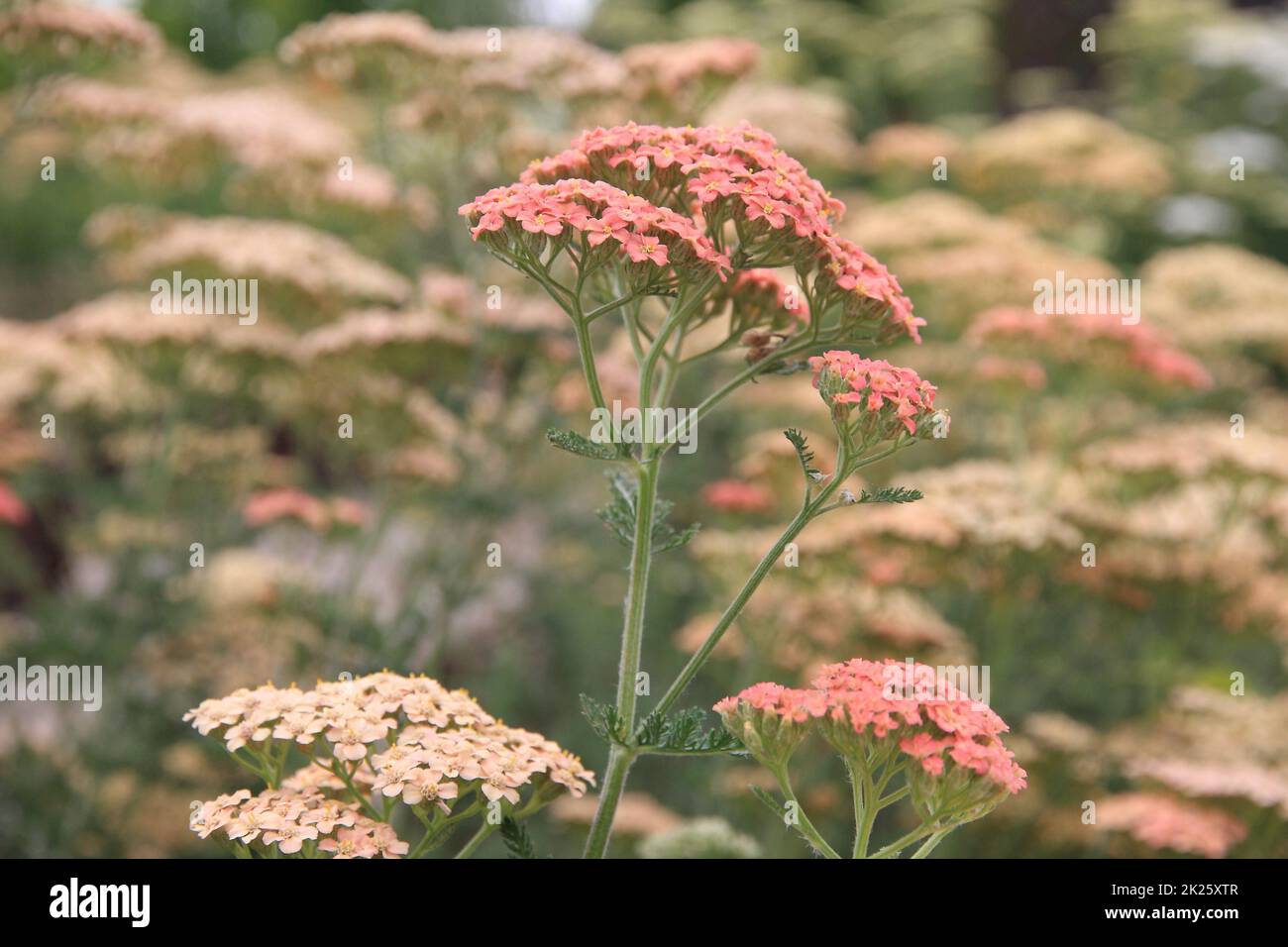 Yarrow plants hi-res stock photography and images - Alamy