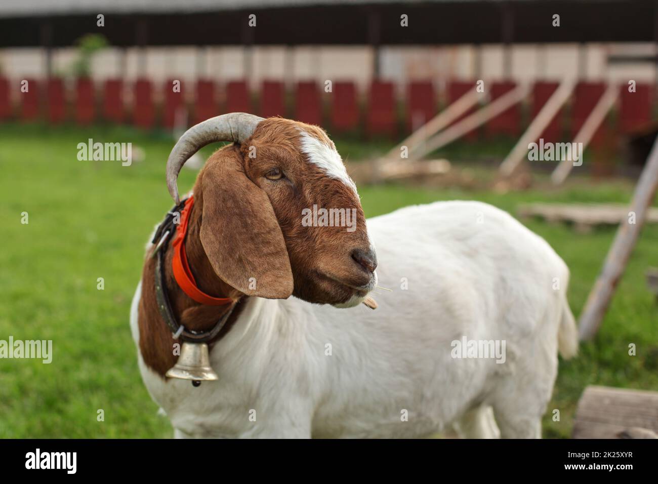 Boer Goat Outline