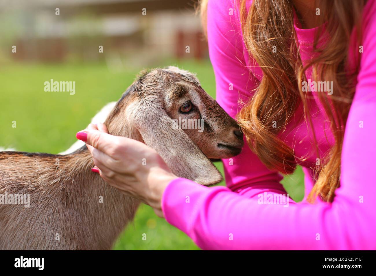 Young woman in pink petting brown baby goat kid. Only her hair and ...