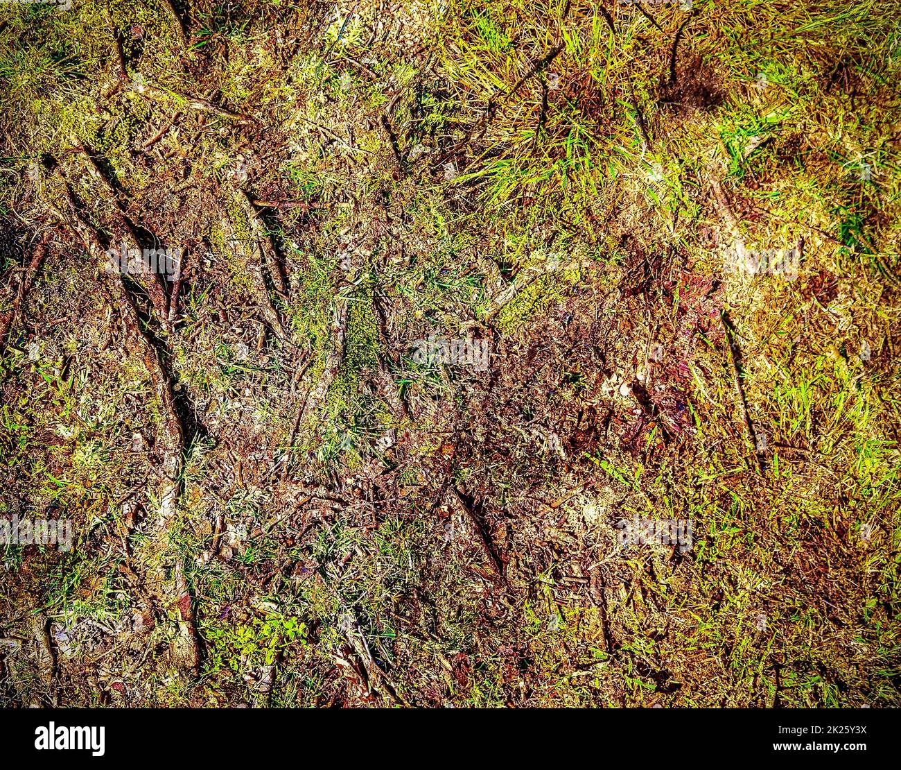 Detailed close up view on a forest ground texture with moss and ...