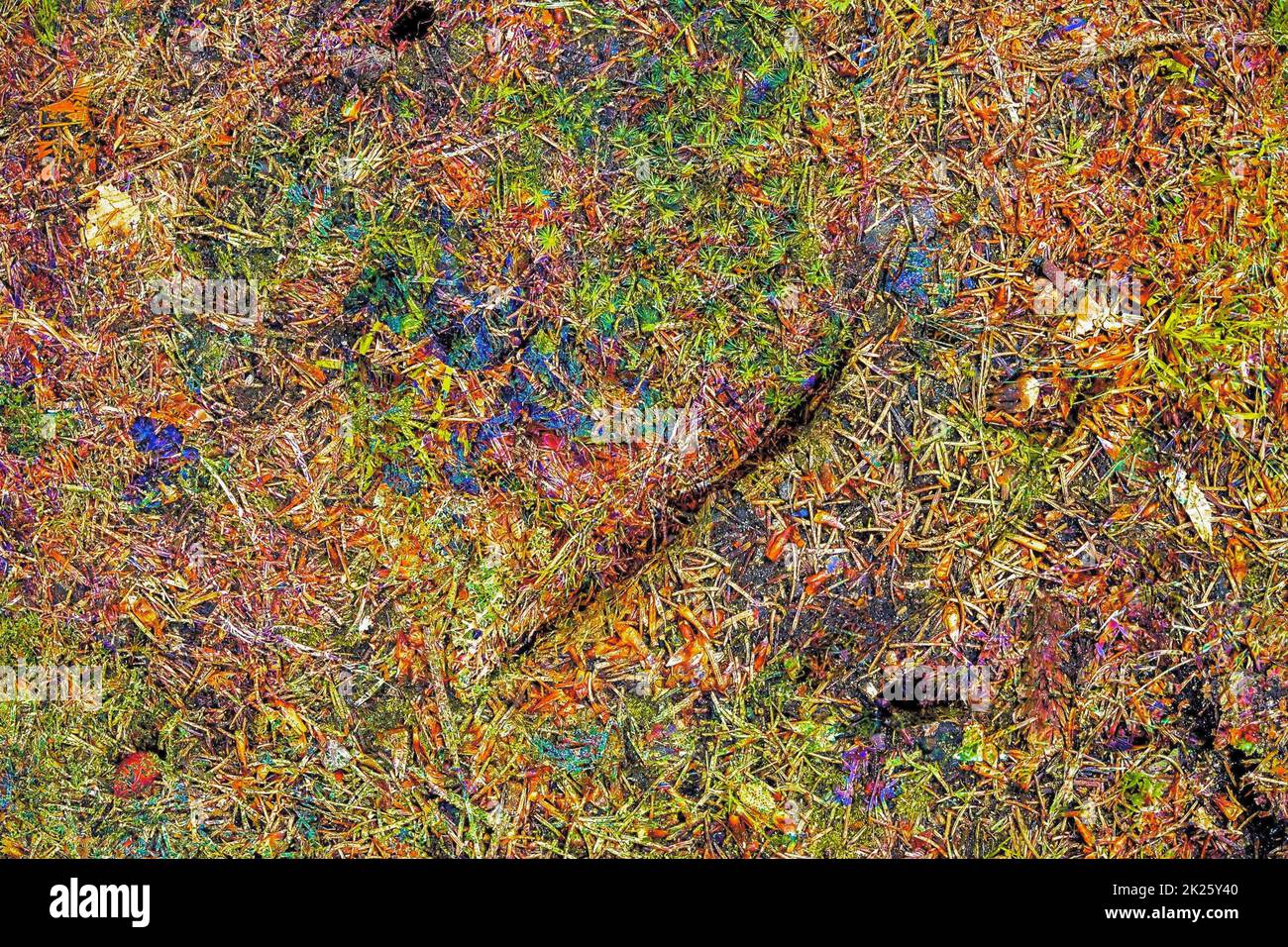 Detailed close up view on a forest ground texture with moss and ...