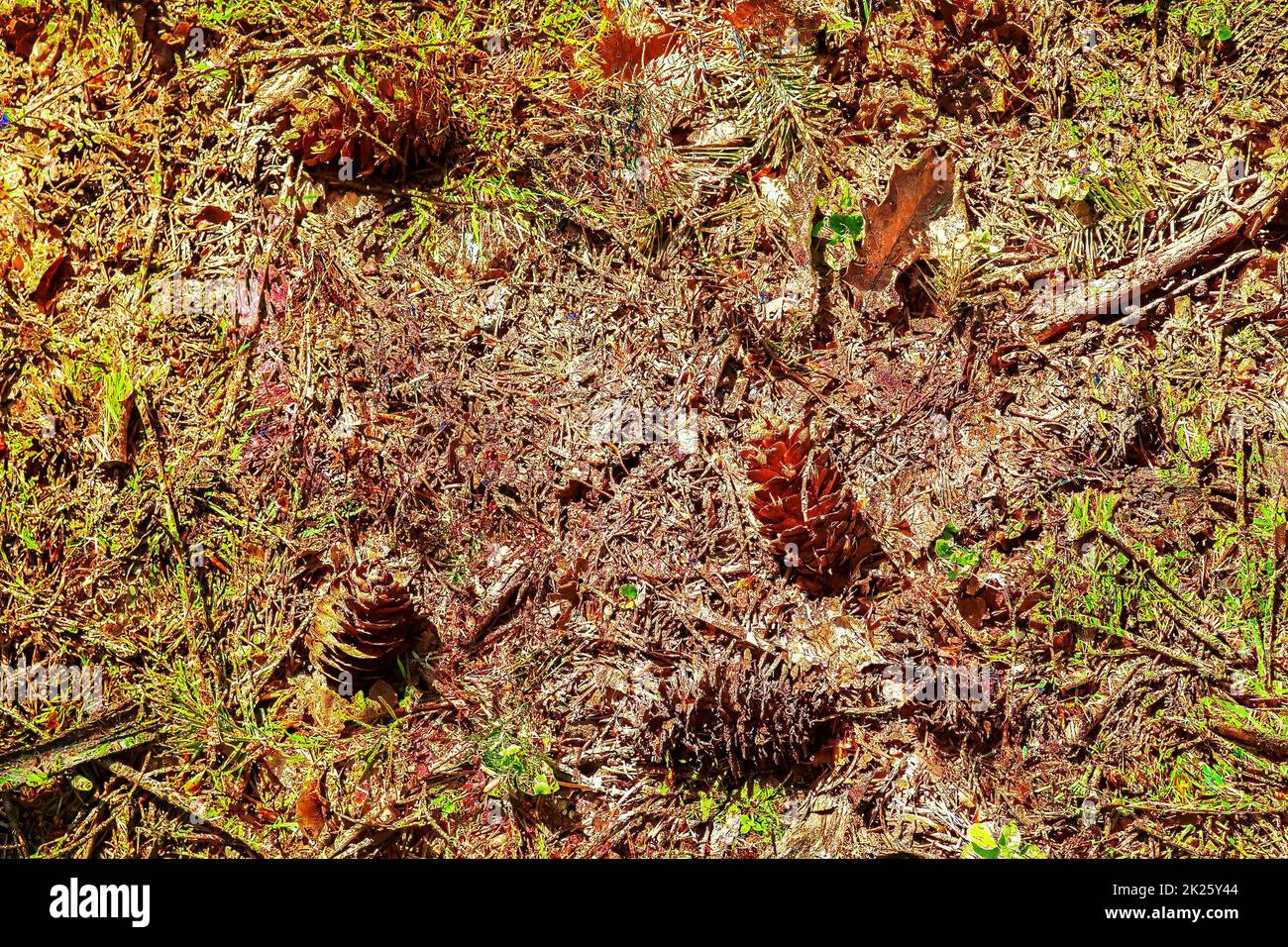 Detailed close up view on a forest ground texture with moss and ...
