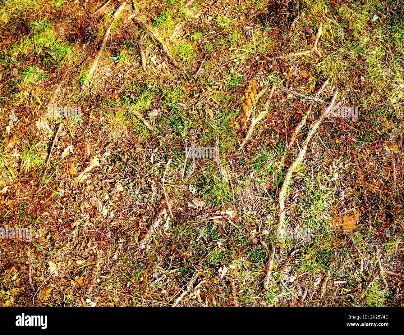 Detailed close up view on a forest ground texture with moss and ...