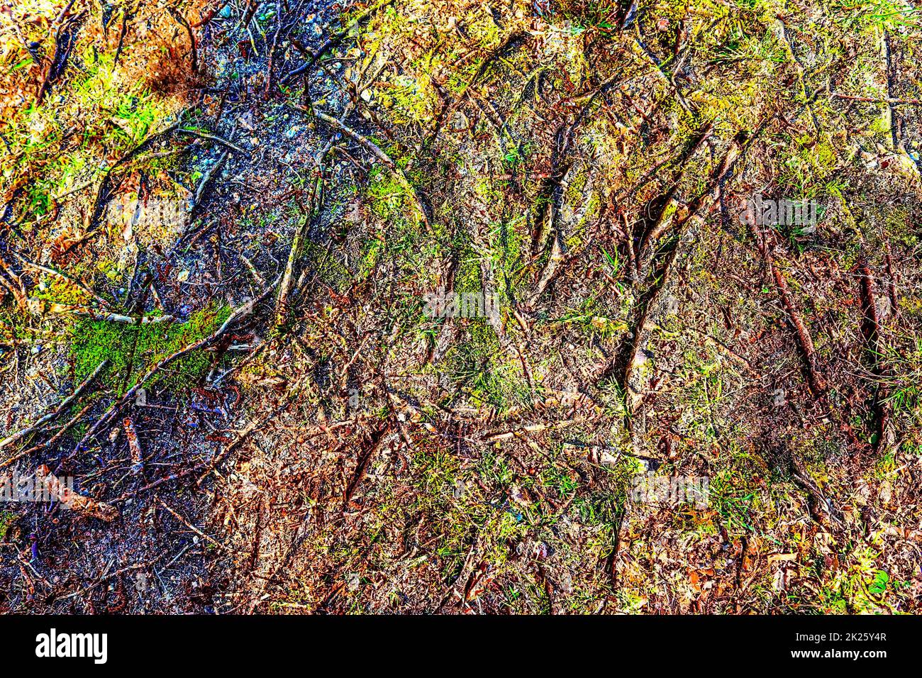 Detailed close up view on a forest ground texture with moss and ...