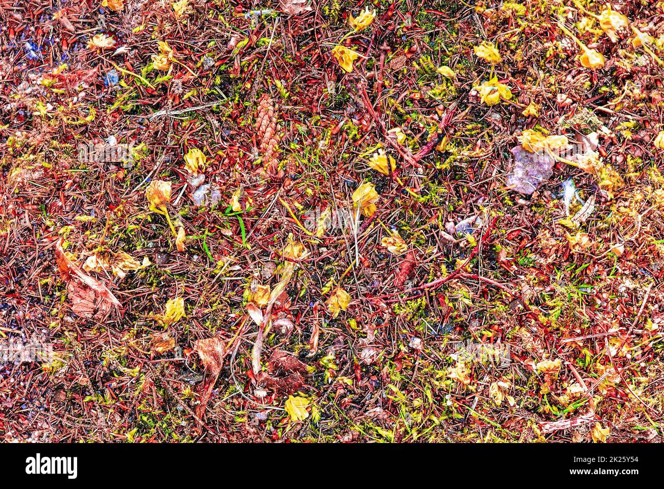 Detailed close up view on a forest ground texture with moss and ...
