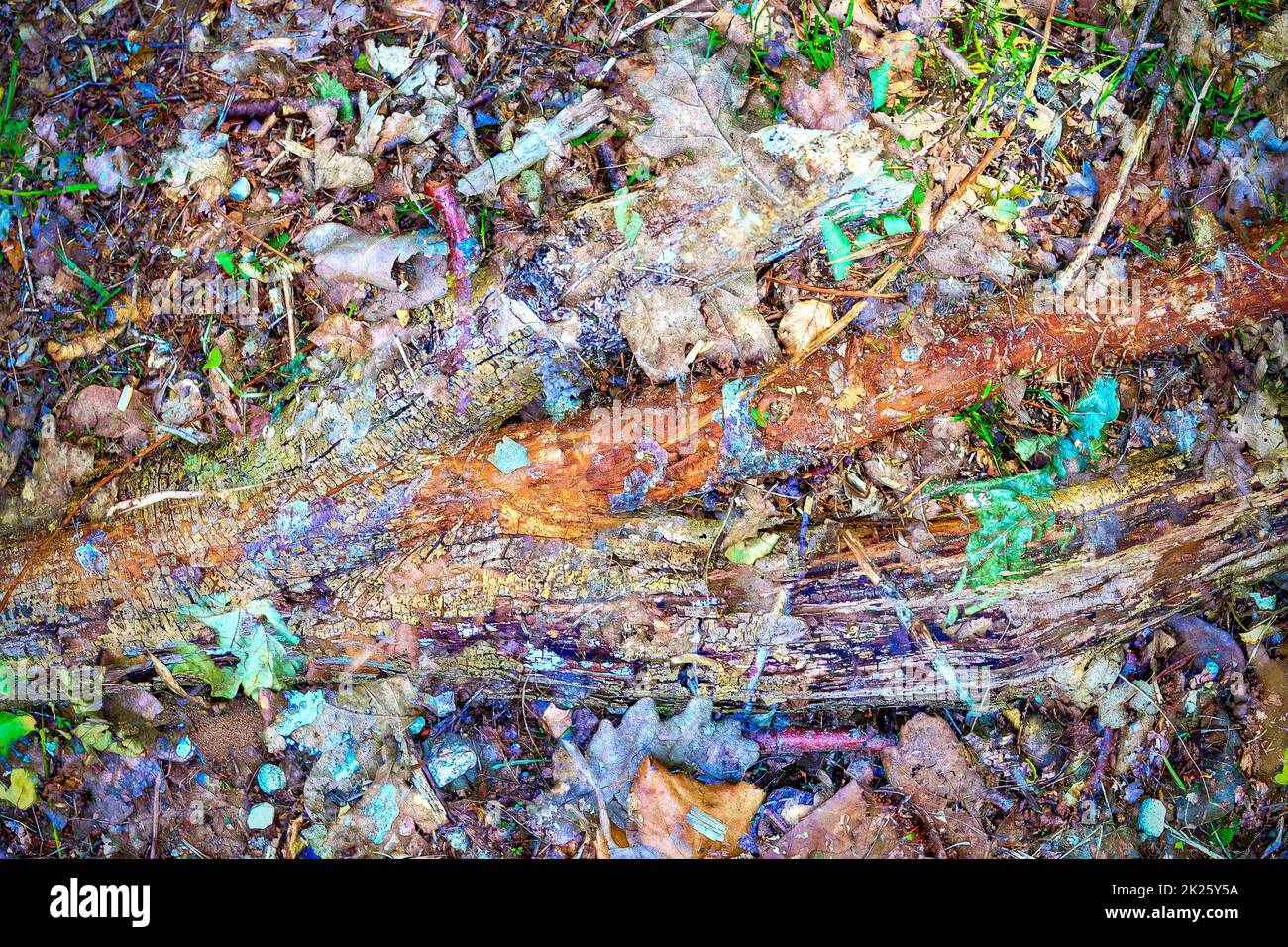 Detailed close up view on a forest ground texture with moss and ...