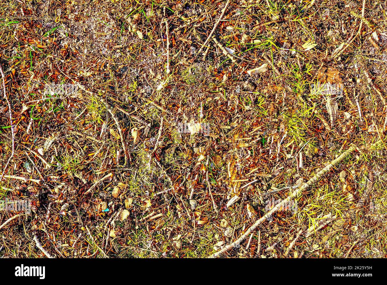Detailed close up view on a forest ground texture with moss and ...