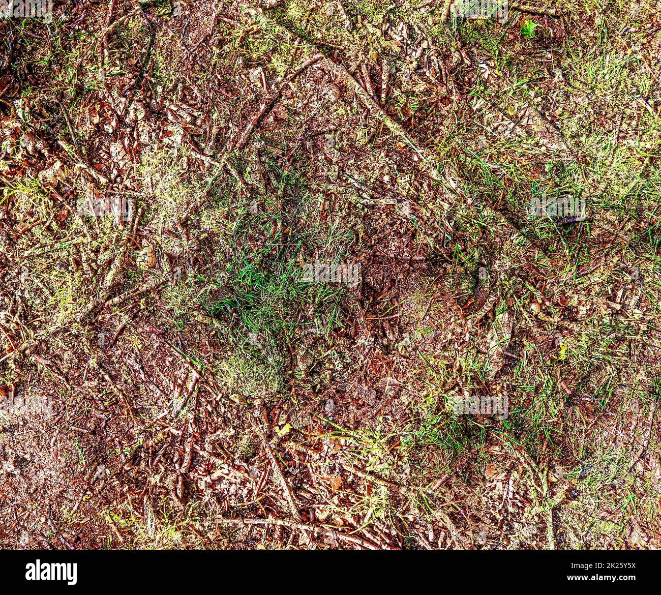 Detailed close up view on a forest ground texture with moss and ...