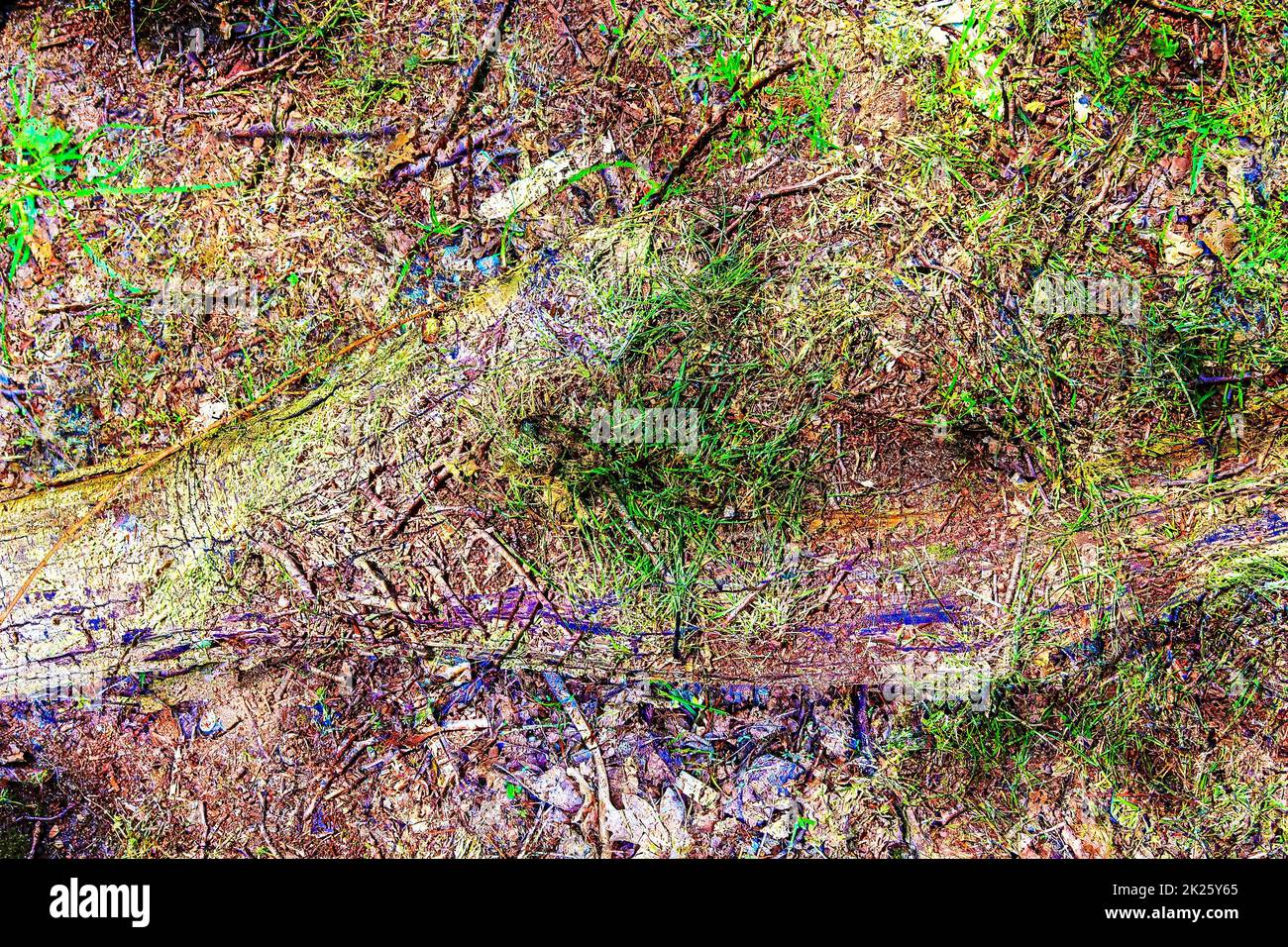 Detailed close up view on a forest ground texture with moss and ...