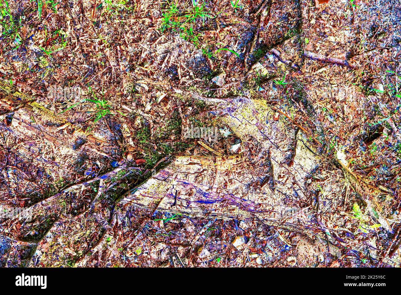 Detailed close up view on a forest ground texture with moss and ...