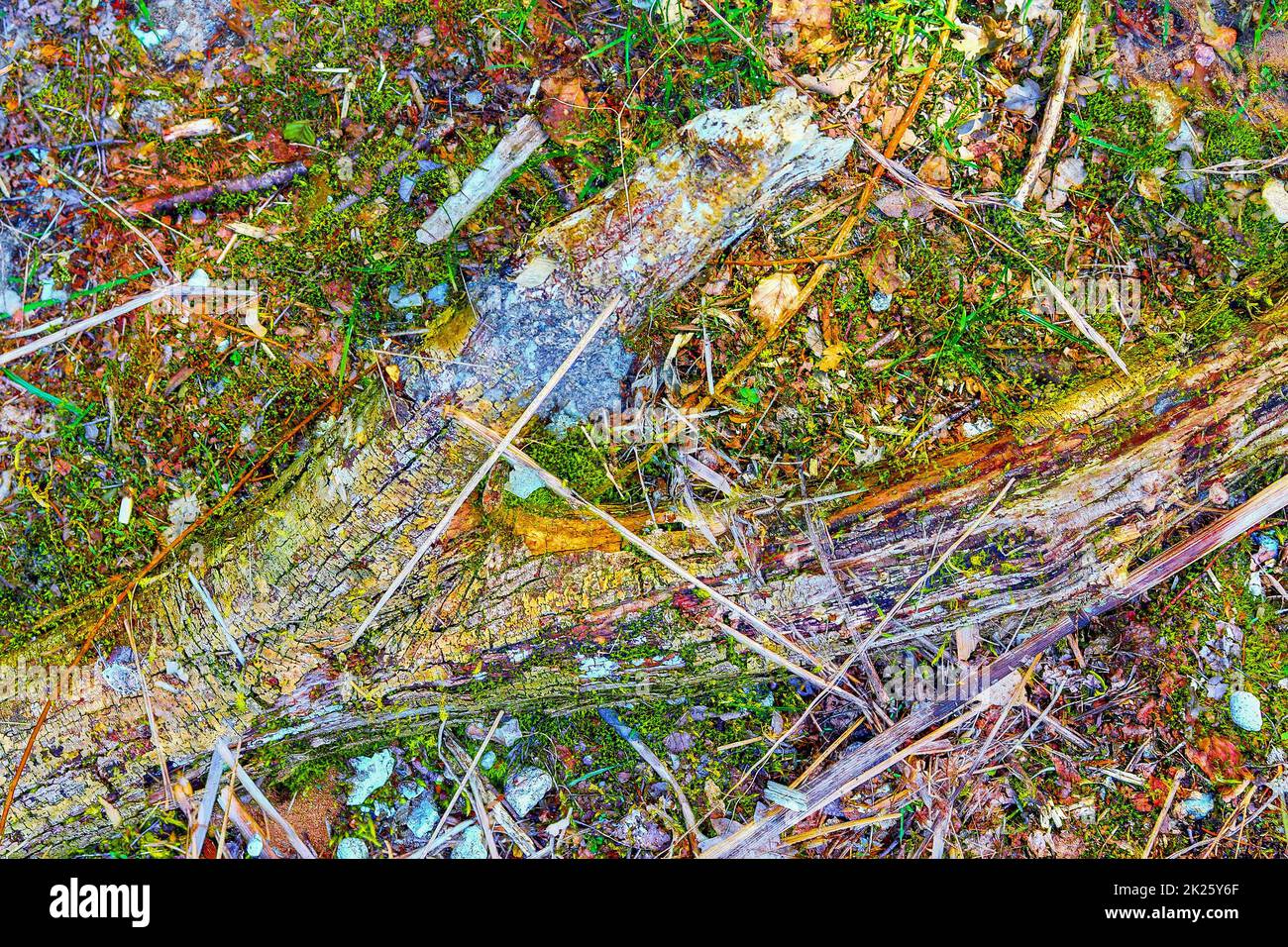 Detailed close up view on a forest ground texture with moss and ...