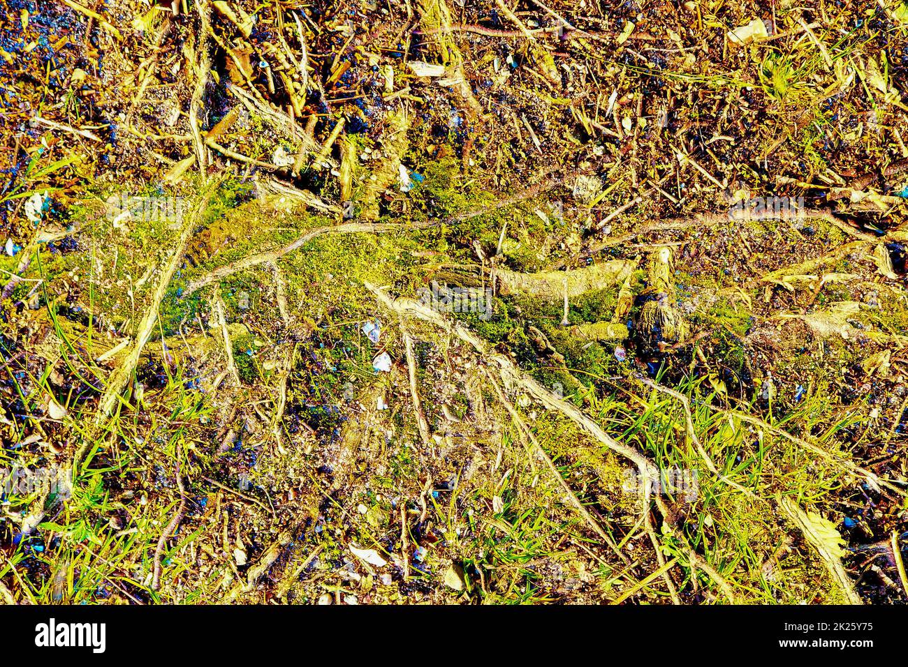 Detailed close up view on a forest ground texture with moss and ...