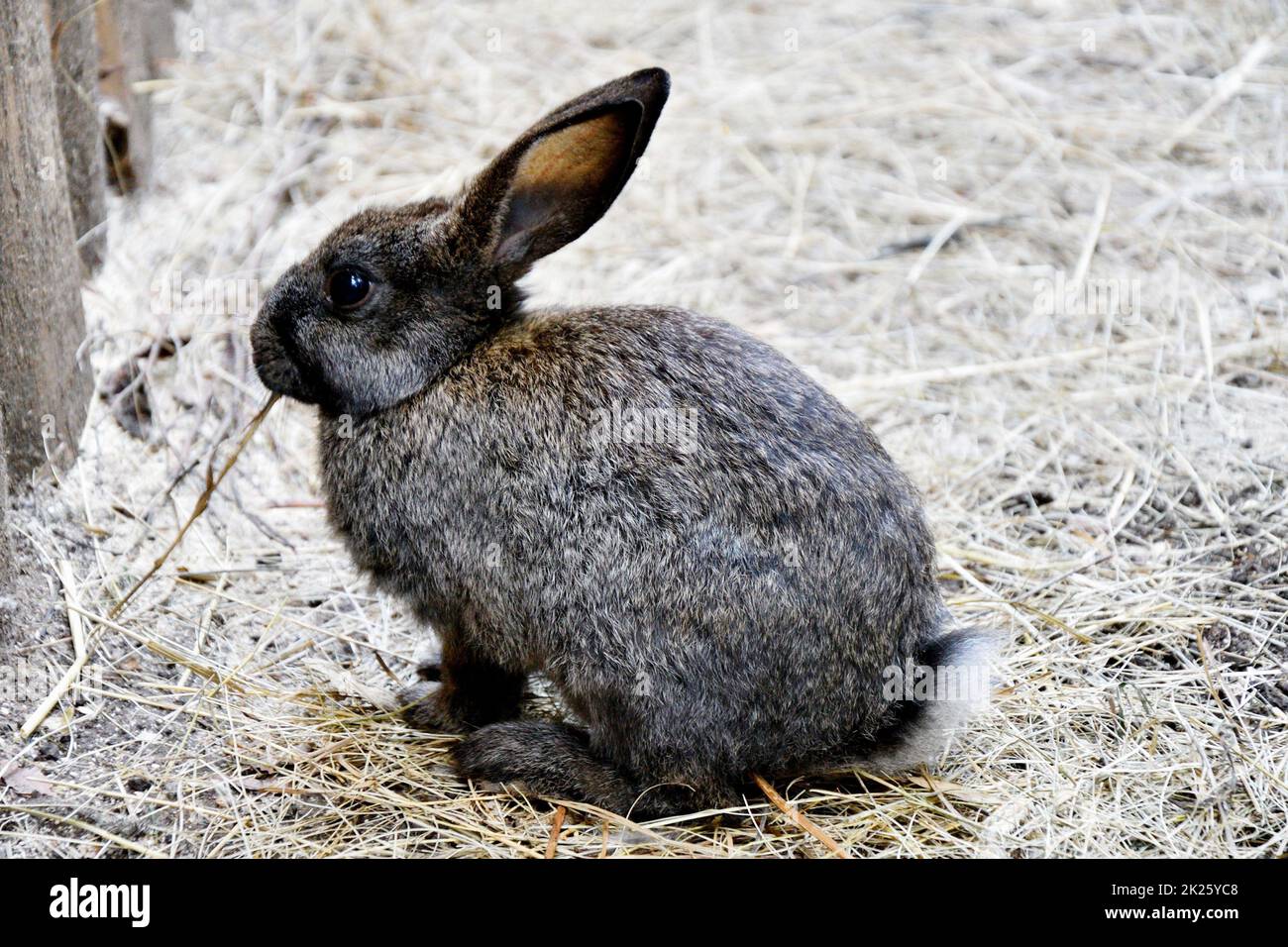 Rabbit on the farm Stock Photo - Alamy