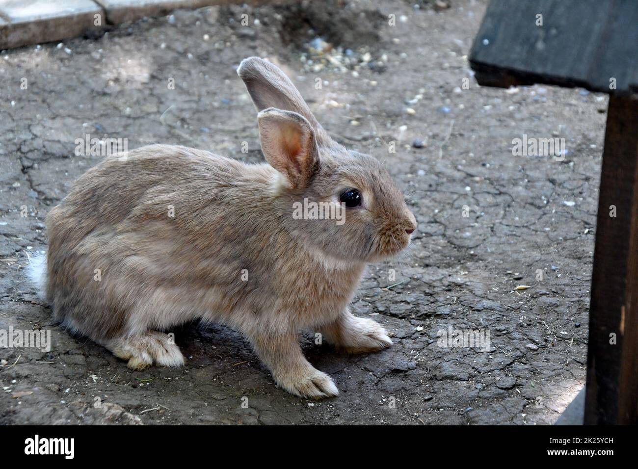Rabbit on the farm Stock Photo - Alamy