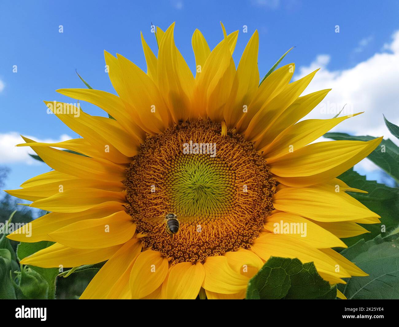 Selective focus shot honeybee hi-res stock photography and images - Alamy
